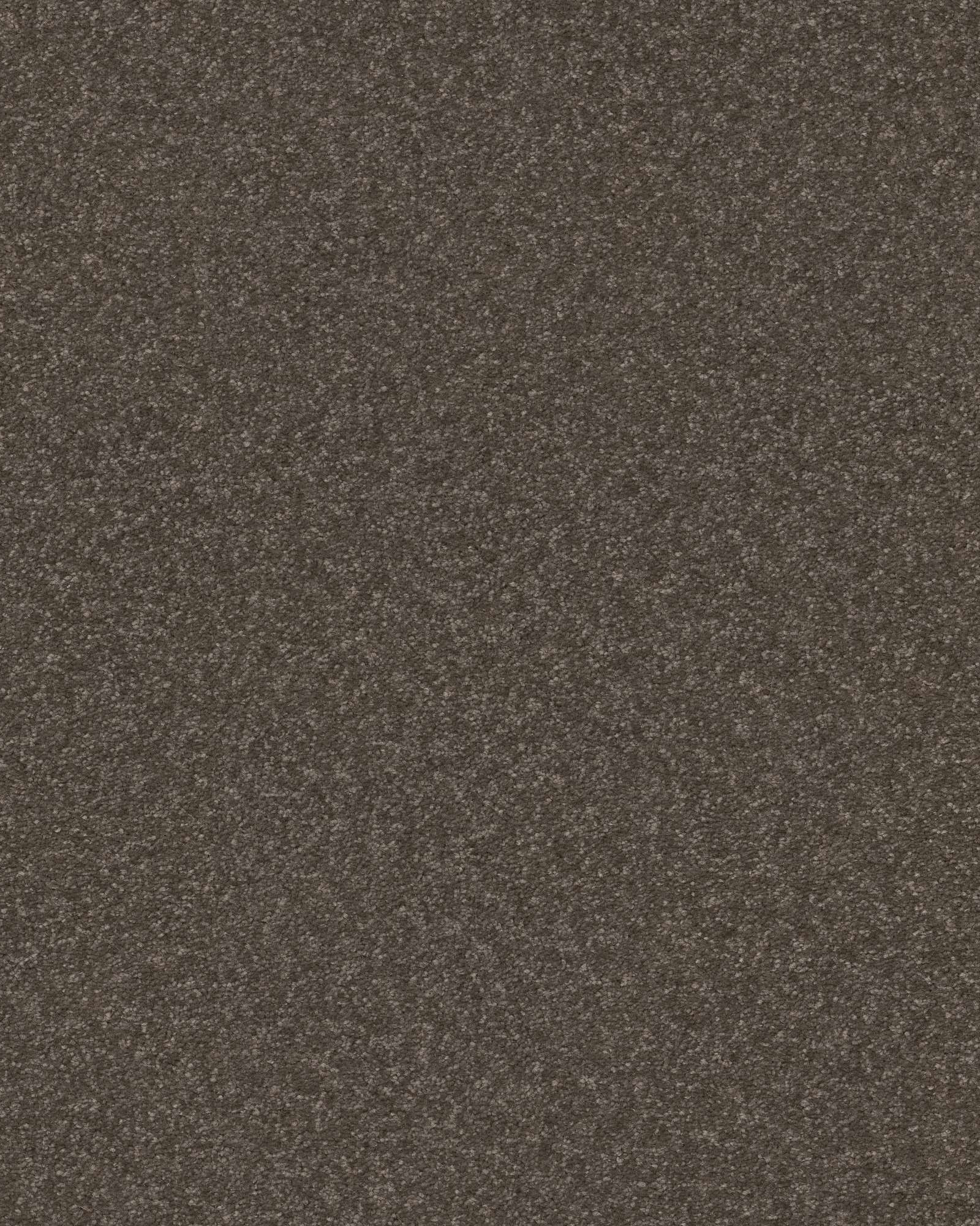 Shaw Pet Perfect Hard At Play I Urban Rustic | Carpet Exchange