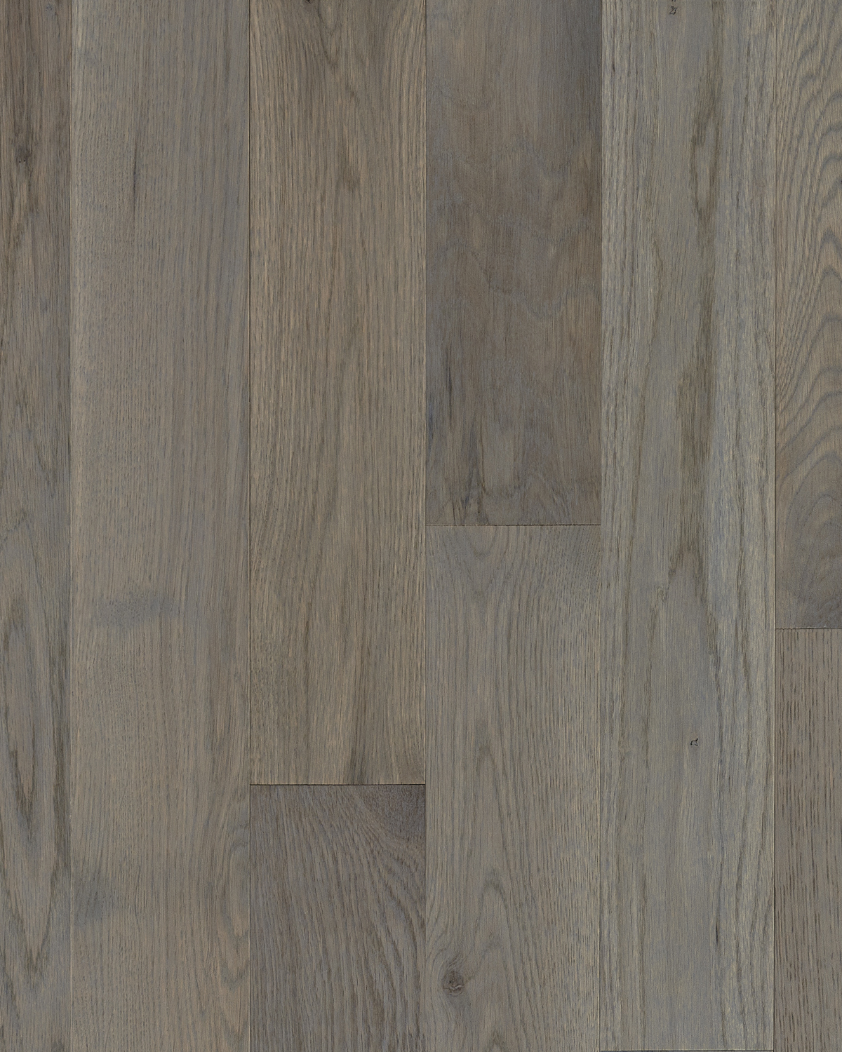 Robbins Natural Forest Oak 4" Winter Neutral Hardwood