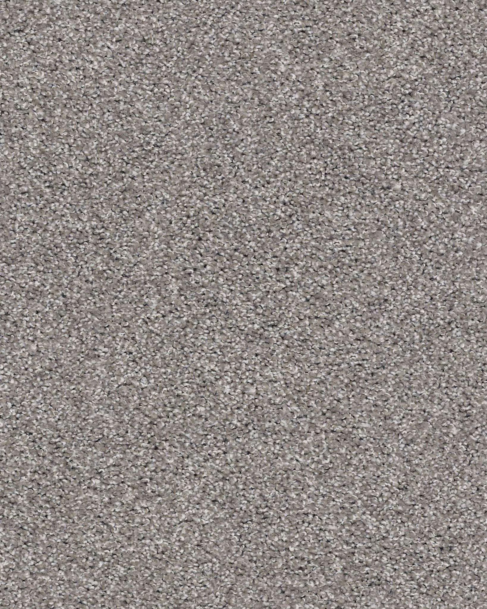 Shaw 5E289 Suave Tree Trunk | Carpet Exchange