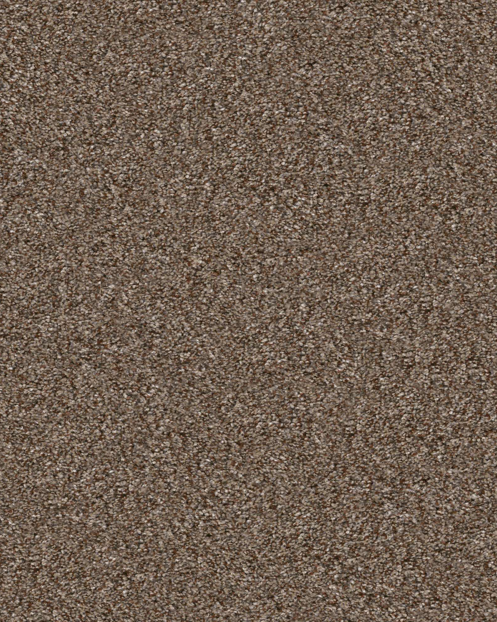 Shaw Confidence II Worn Path | Carpet Exchange